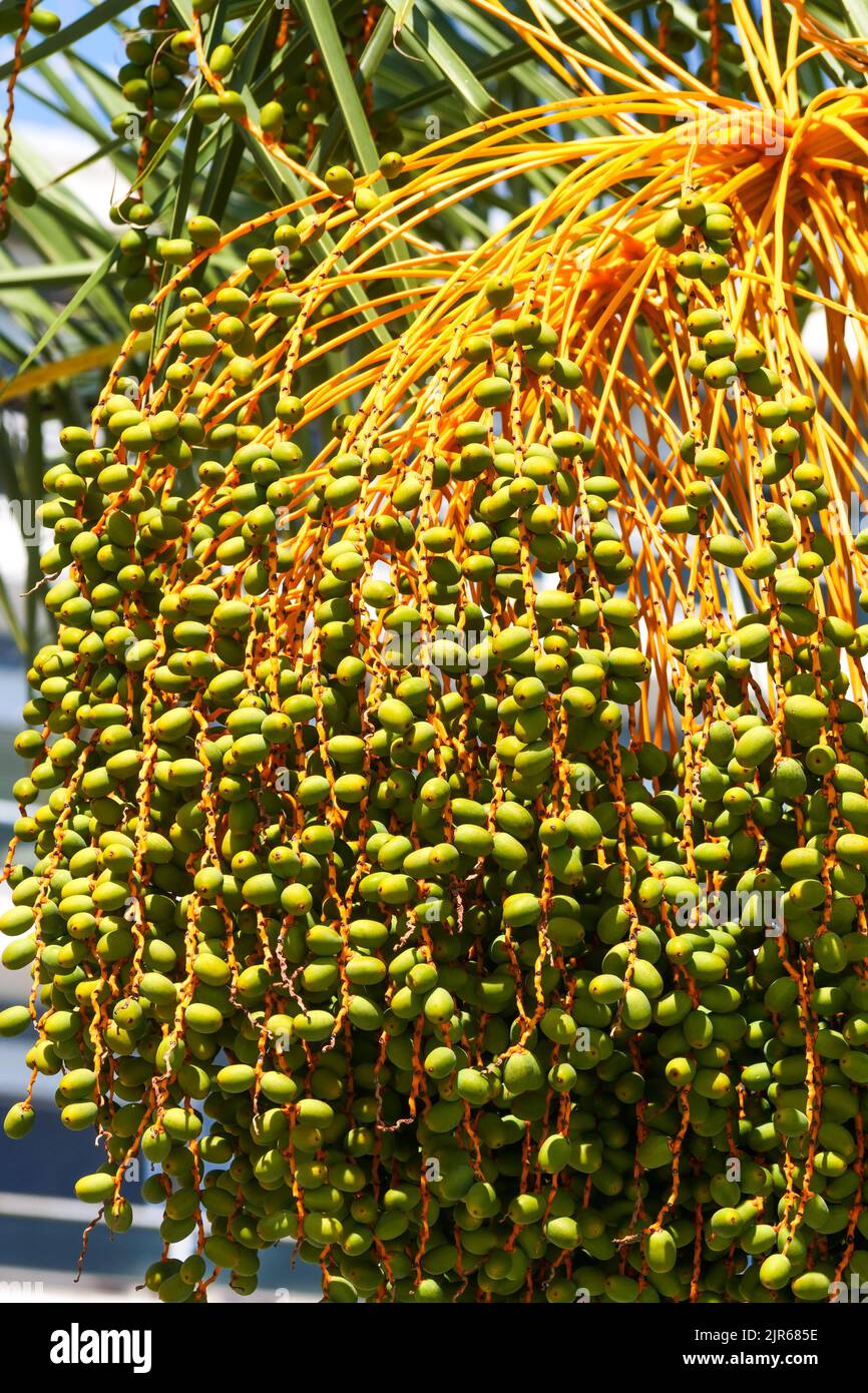 Grapes of fruits on date palm, Kavala, Macedonia, North-Eastern Greece ...