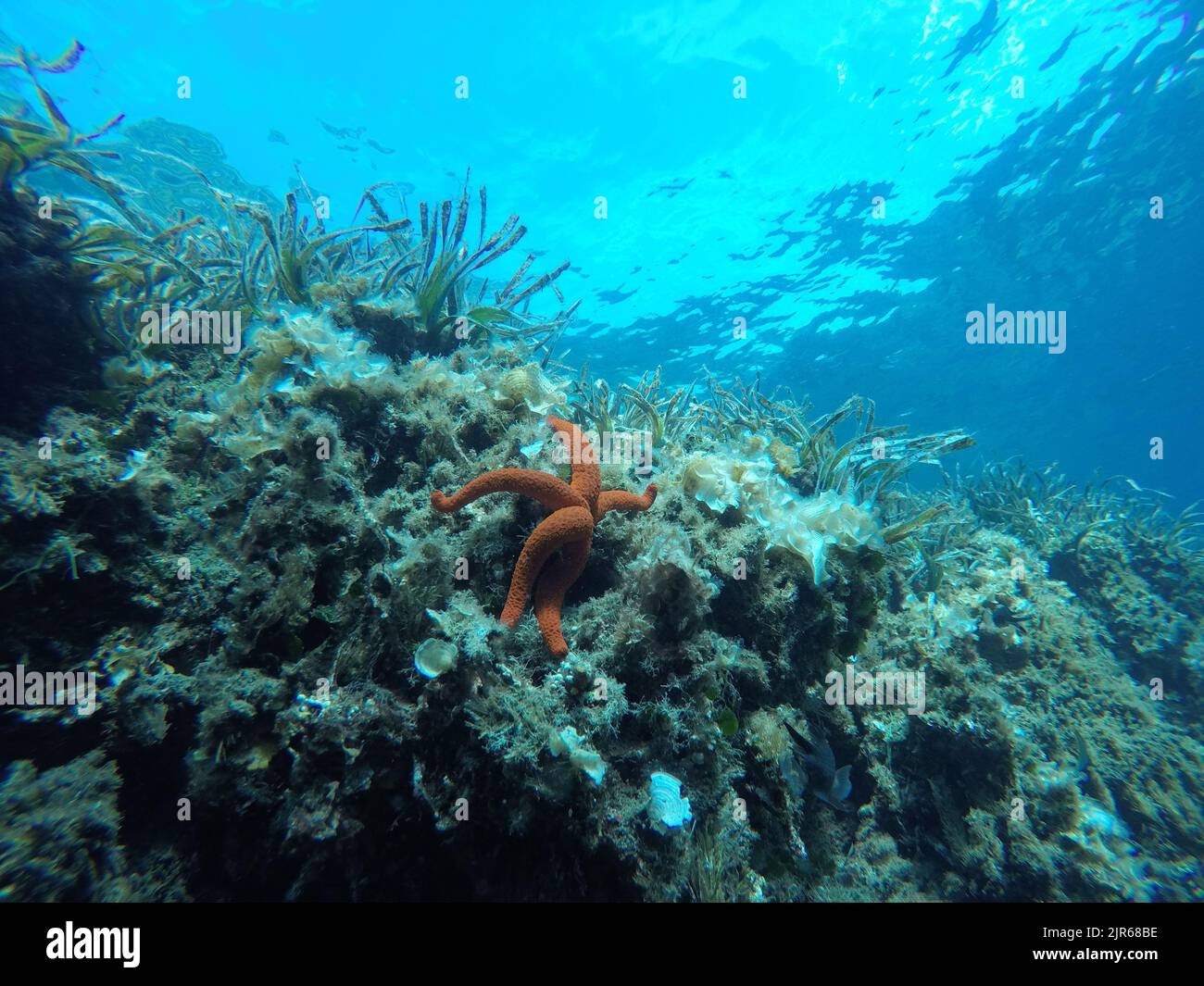 underwater landscape of the Mediterranean Sea Stock Photo - Alamy