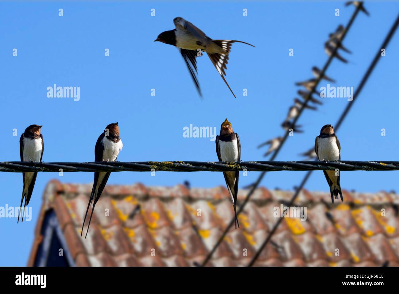 Barn swallows (Hirundo rustica) congregating in huge flock, sitting on ...