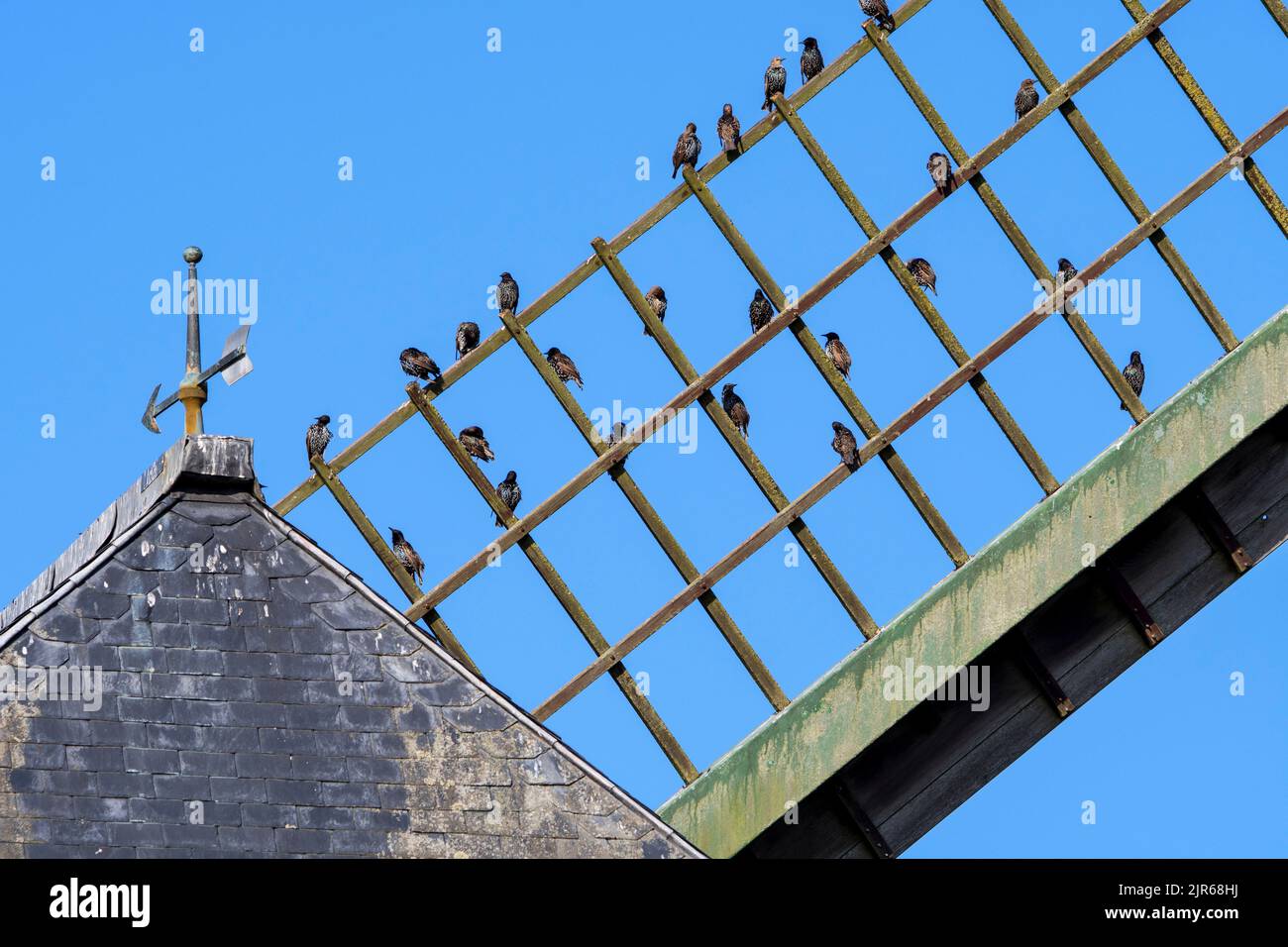 Common starlings / European starling (Sturnus vulgaris) flock ...