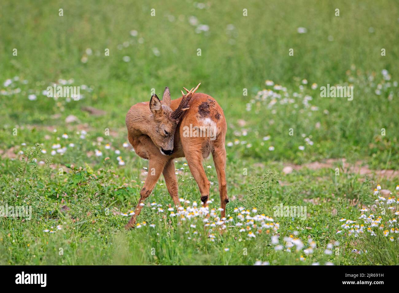 European roe deer (Capreolus capreolus) male / roebuck scratching back ...