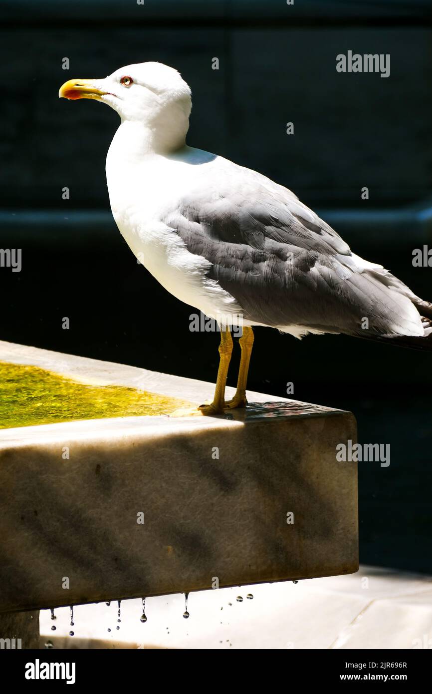 A seagull cools itself in a public fountain, Kavala, Macedonia, North ...