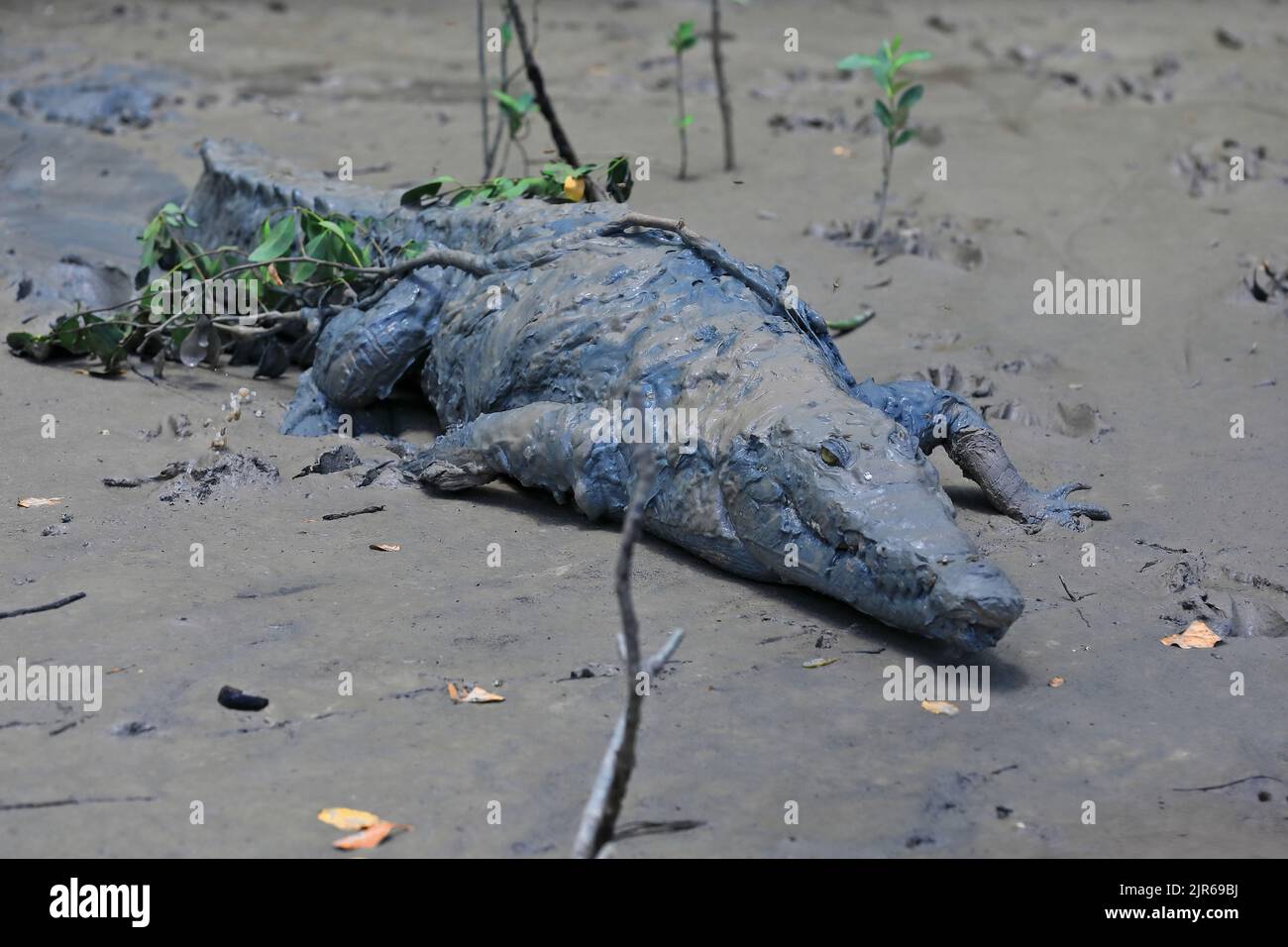 Greenish sludge hi-res stock photography and images - Alamy