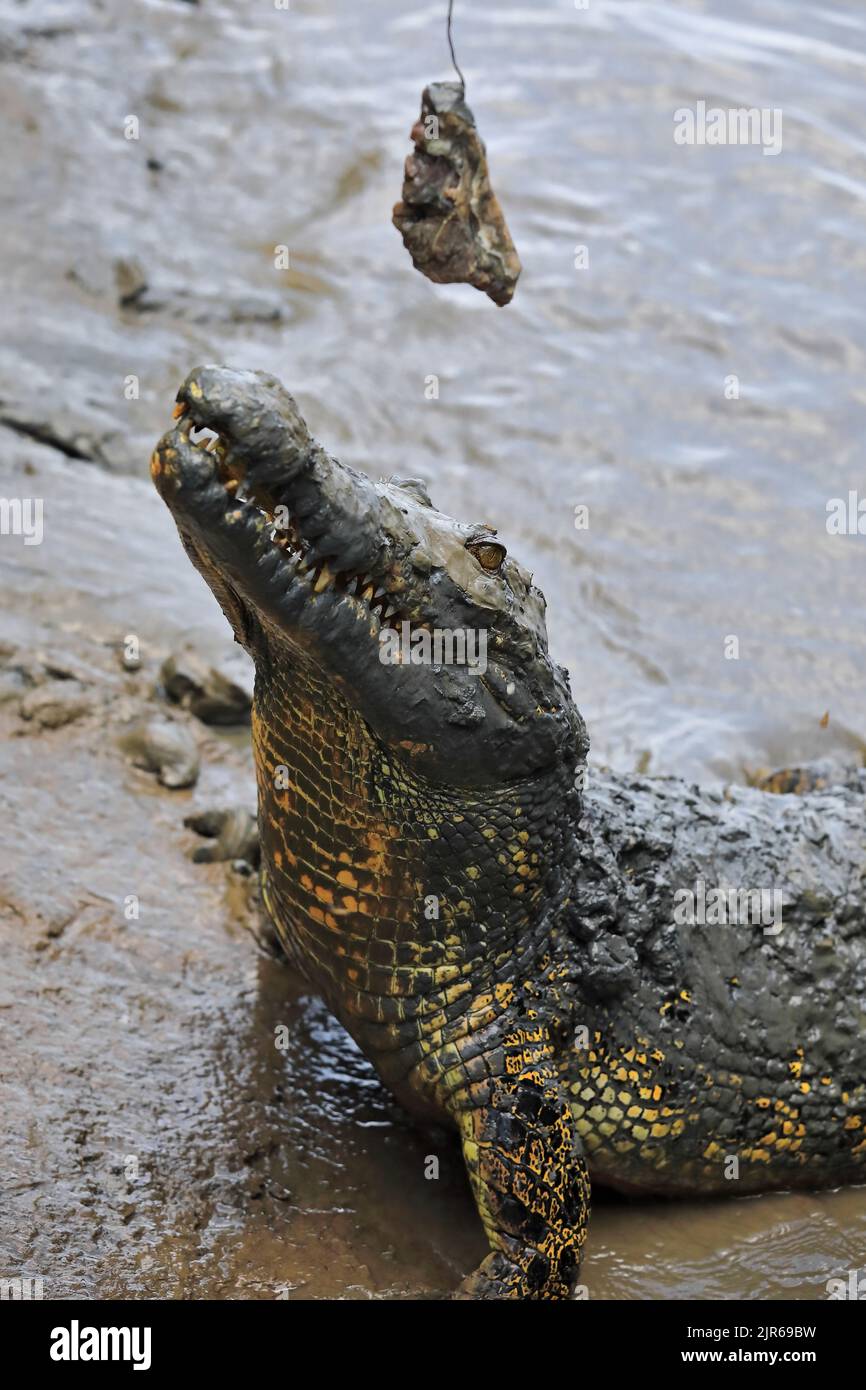 158 Large saltwater crocodile at bait catch on the riverbank. Adelaide ...