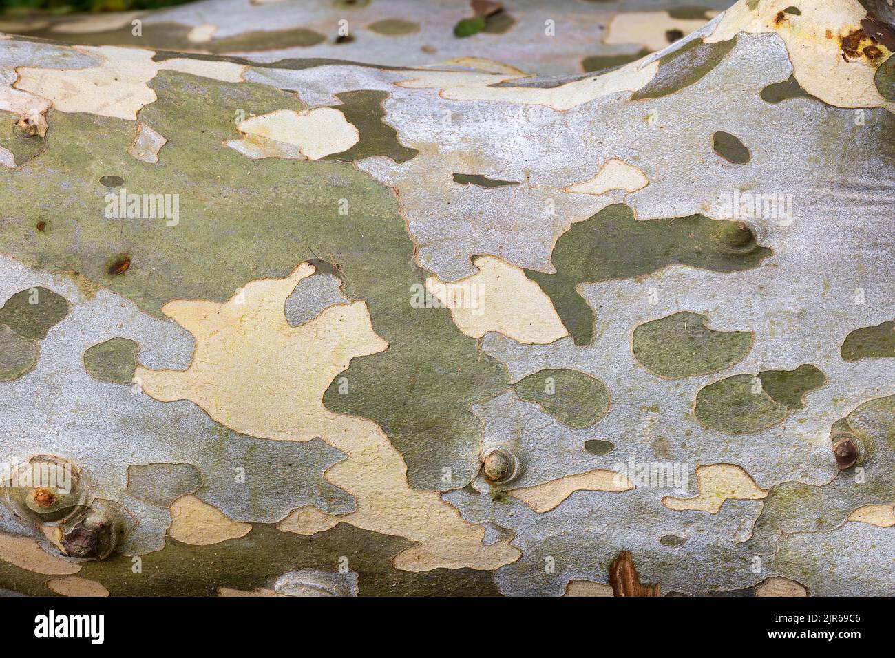 A fallen tree close up of it's bark that looks like nature's camouflage ...
