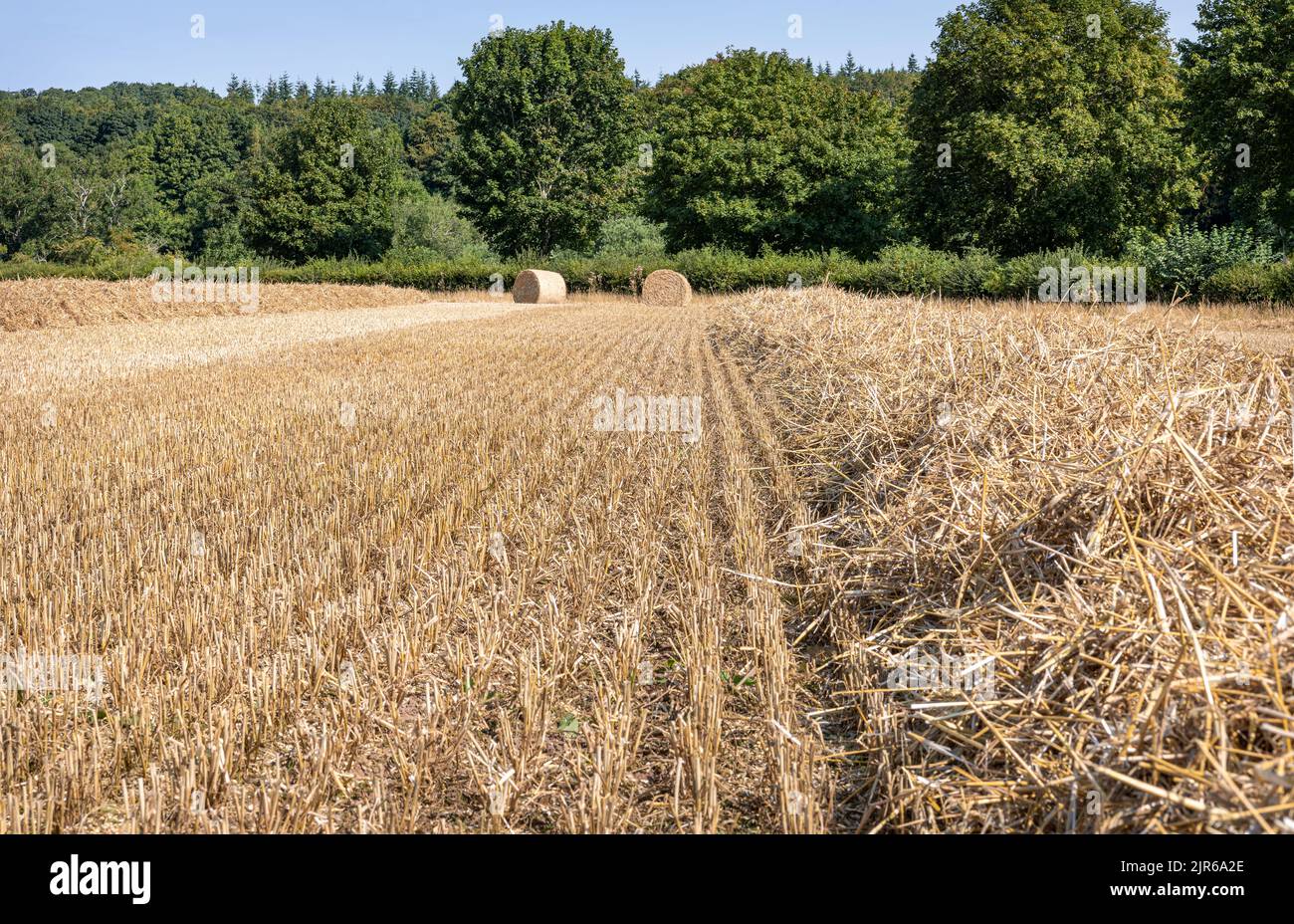 Cut and raked straw strips after the barley crop has been harvested ...