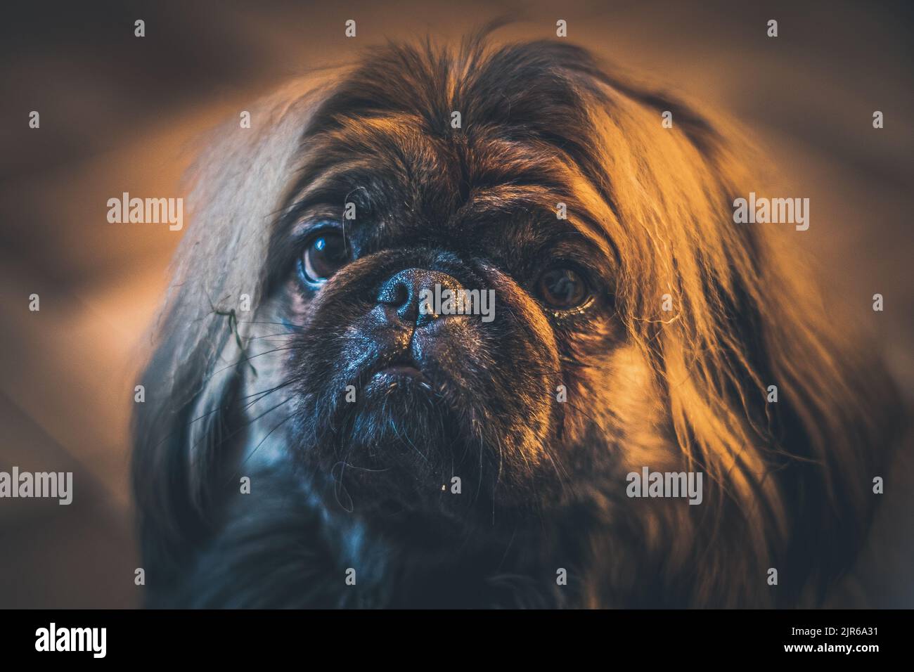 A closeup portrait of royal Pekingese dog with blur background Stock ...