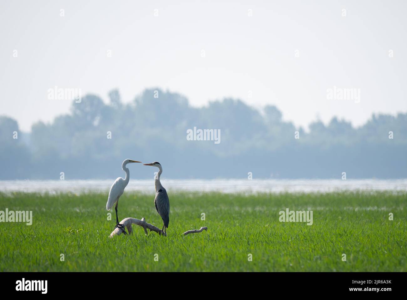 A beautiful shot of great egret and gray egret perching on a dead ...
