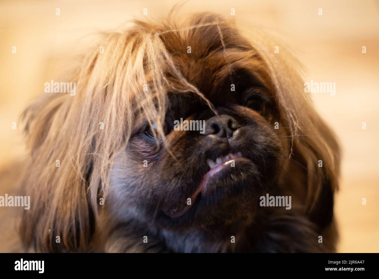 A closeup portrait of royal Pekingese dog with blur background Stock ...