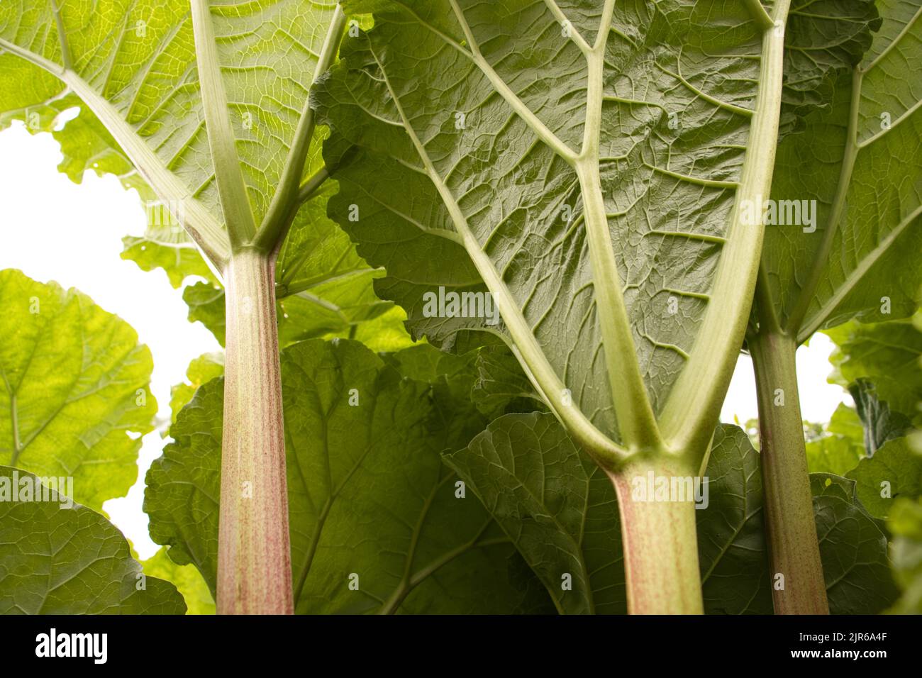 A worm's eye view of garden rhubarb foliage and stems Stock Photo - Alamy