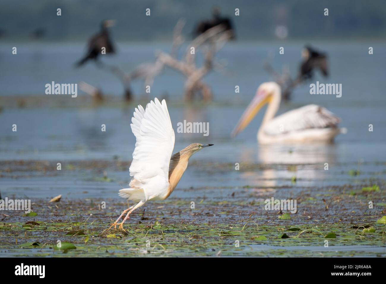 A Squacco Heron at Lake Kerkini, Greece and White Pelican and Pygmy ...