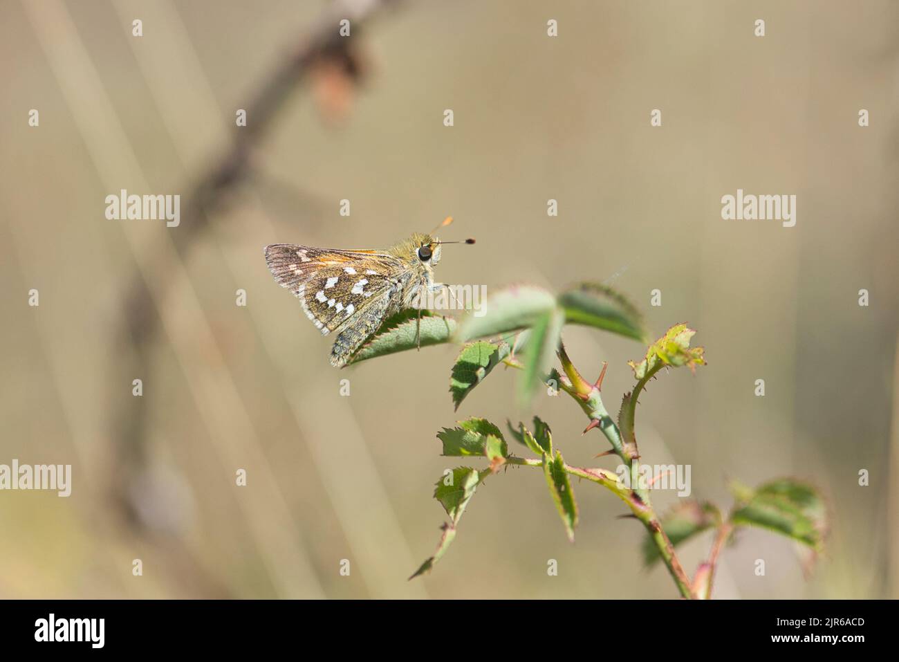 Manchas blancas hi-res stock photography and images - Alamy