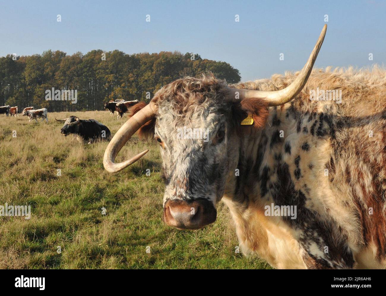 One horn up and one horn down Gabriella the English Longhorn cow at ...