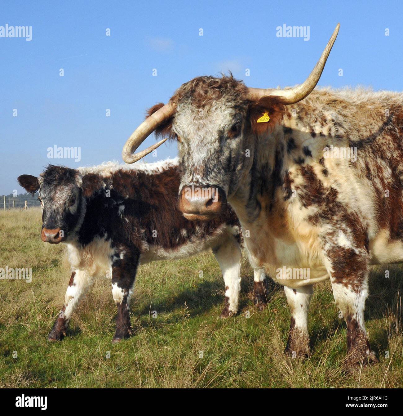 One horn up and one horn down Gabriella the English Longhorn cow with ...