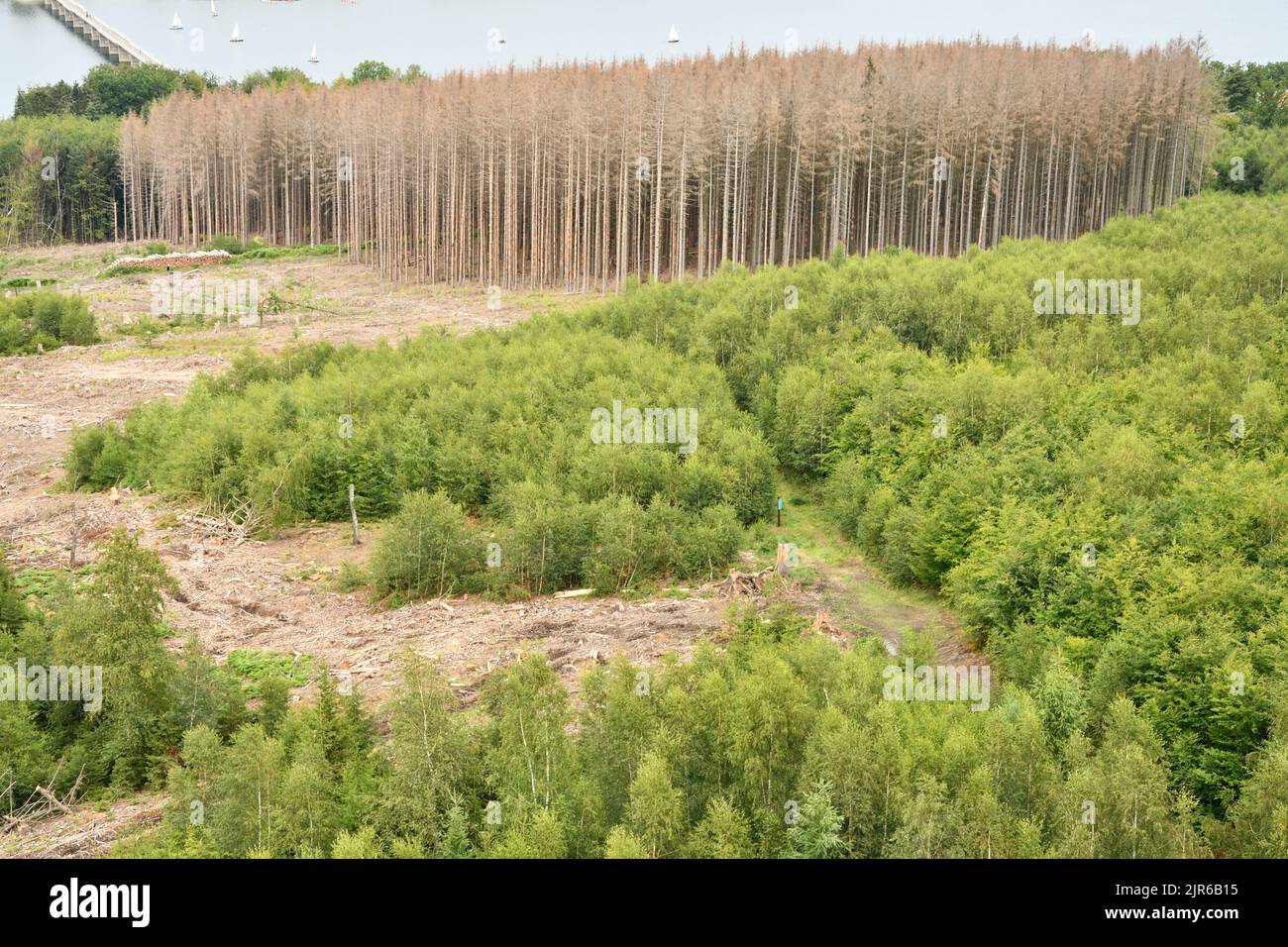 A dying forest of diseased trees with bark beetle infestation at ...