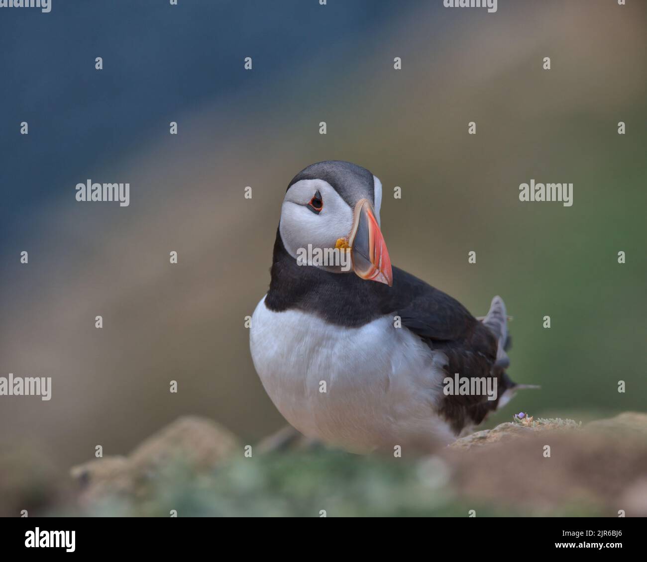 Atlantic puffin sat on the cliff edge Stock Photo - Alamy
