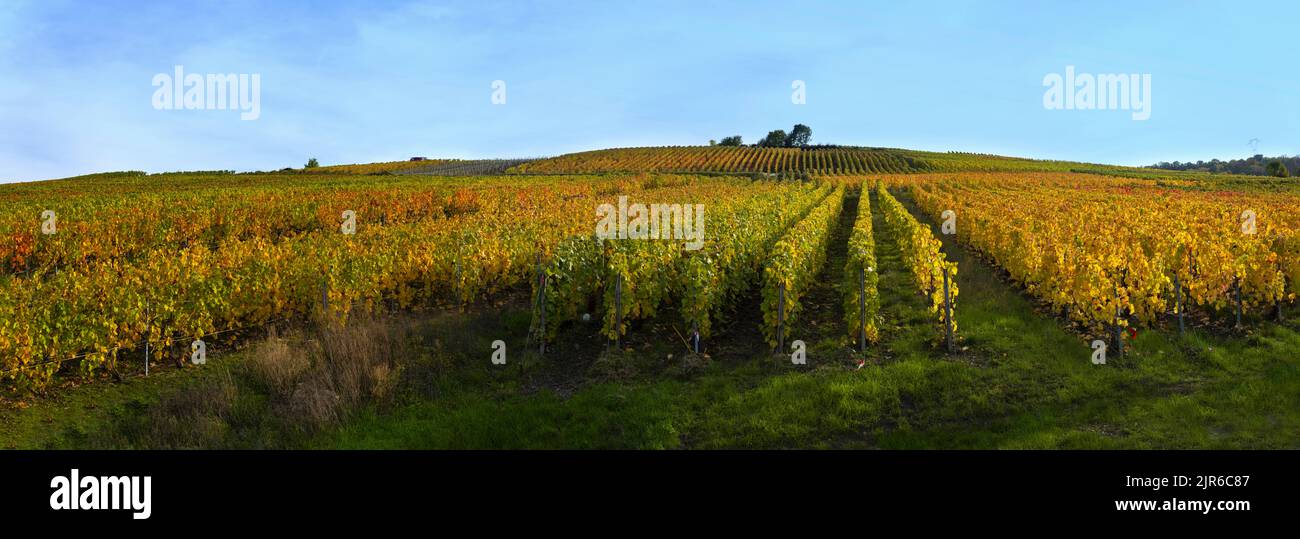 Vineyard champagne panoramic hi-res stock photography and images - Alamy