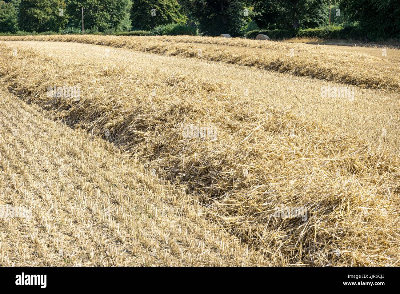 Cut and raked straw strips after the barley crop has been harvested ...