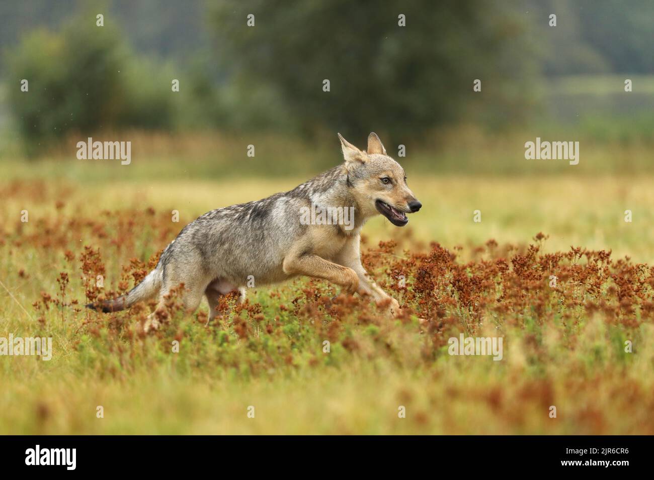 Wolf cub running in blossom grass Wolf from Finland. Gray wolf, Canis ...