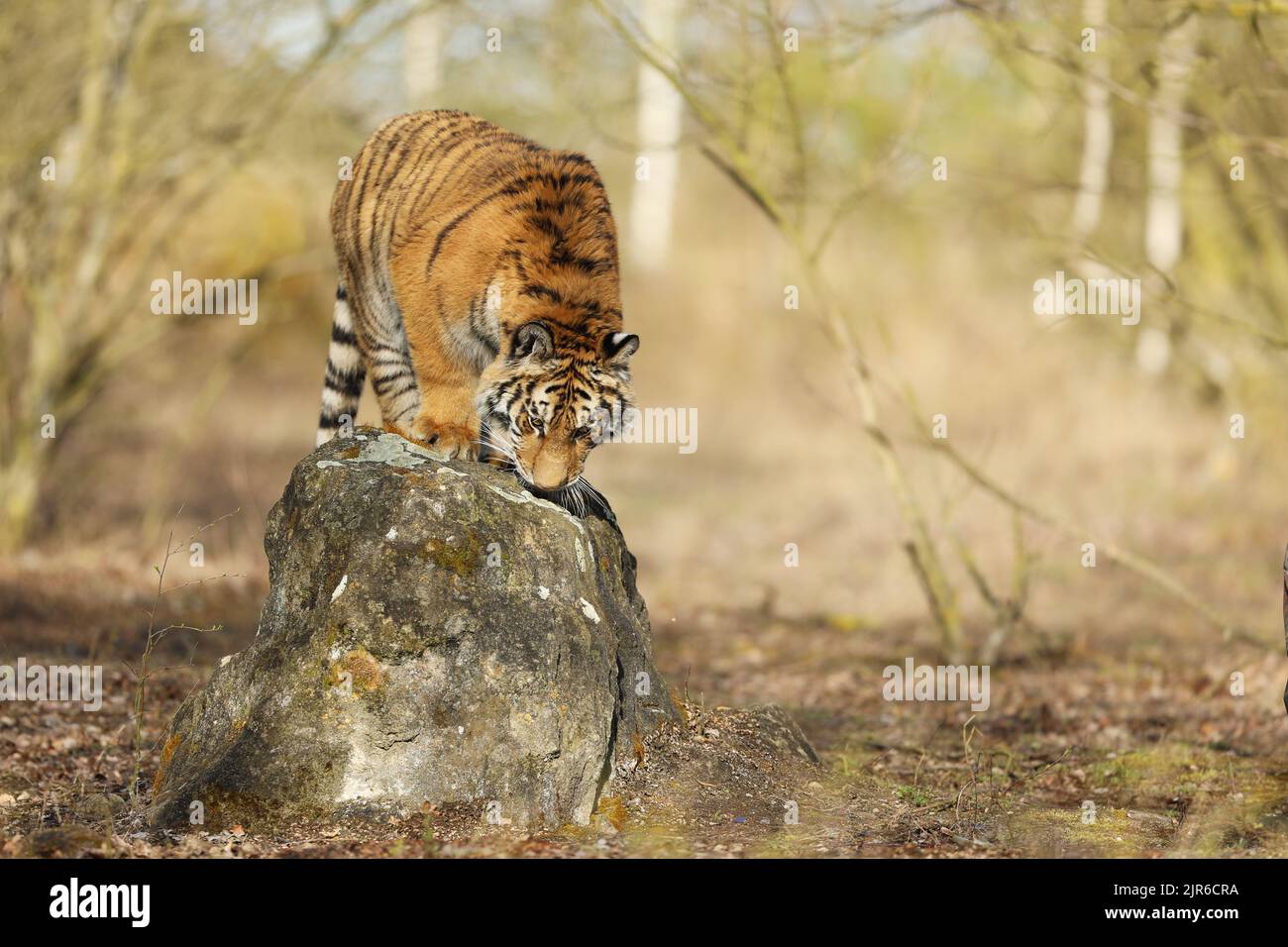 Siberian tiger jumping in wild taiga in summer. Russia. Panthera tigris ...