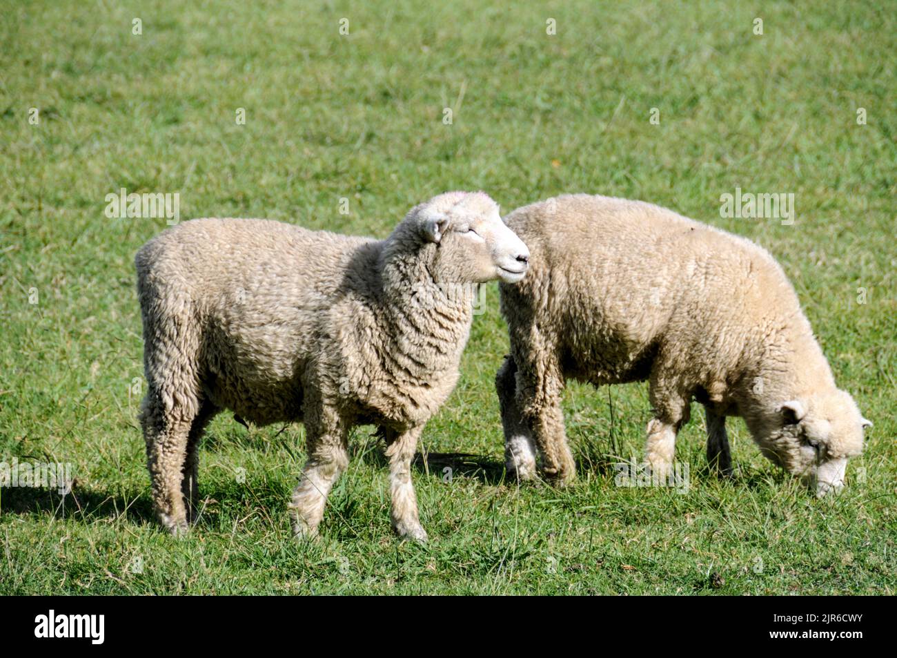 Merino sheep nz hi-res stock photography and images - Alamy