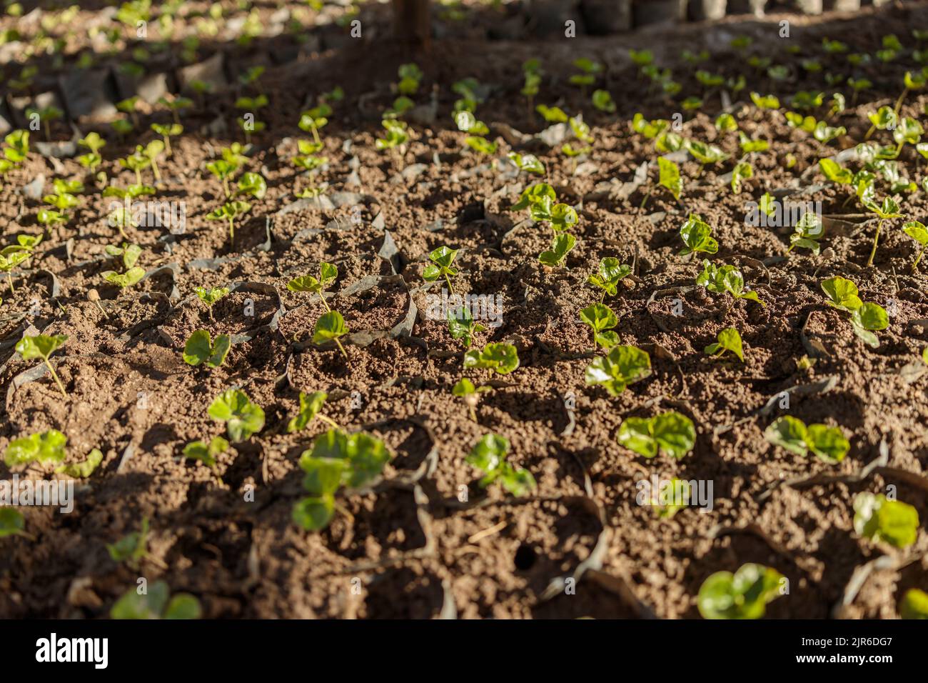 Arabica trees growing in black bag in the agricultural farm Stock Photo ...