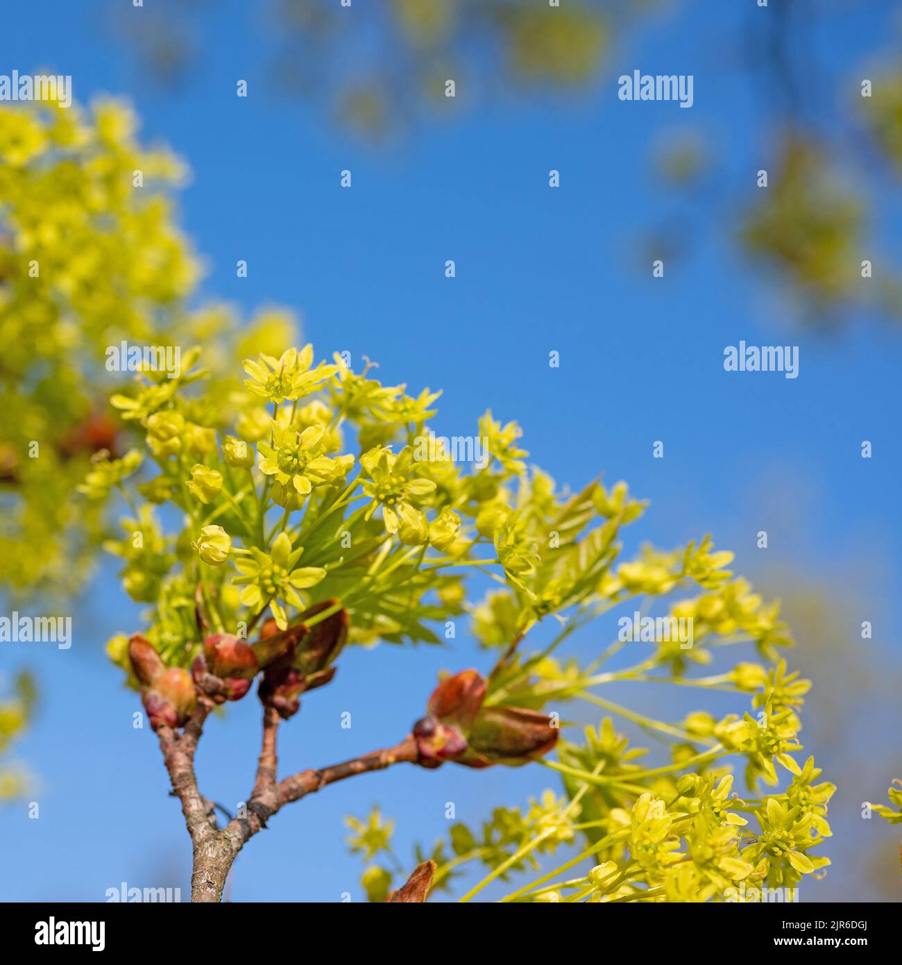 Pointed leaved maple hi-res stock photography and images - Alamy