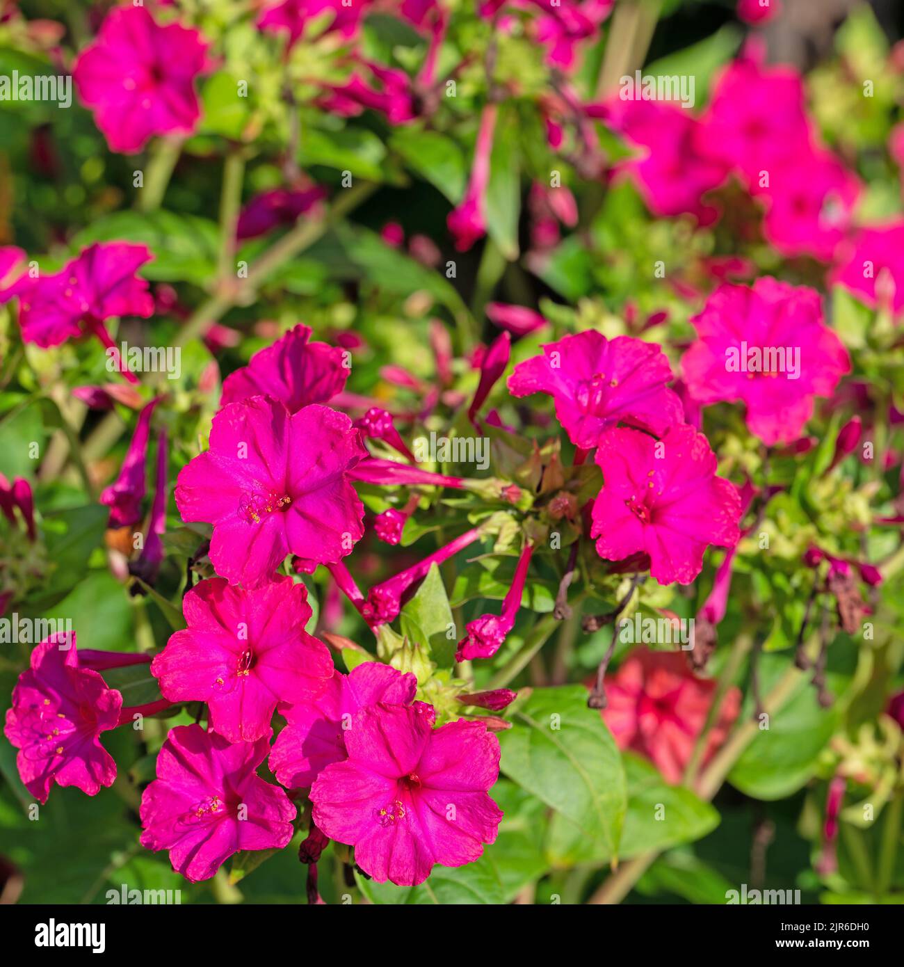 Blooming wonder flower, Mirabilis jalapa Stock Photo - Alamy