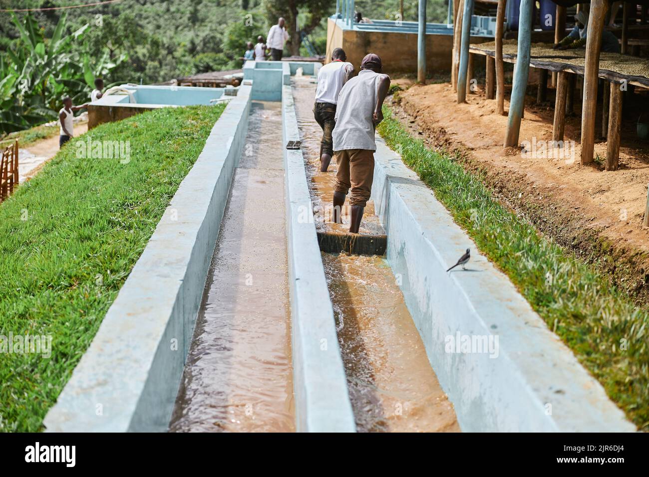 Male employers working at coffee production at washing center Stock ...