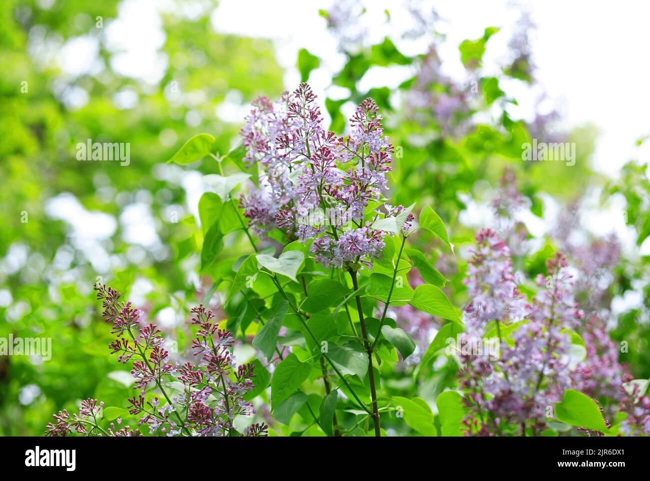 lilac at spring on leaf background Stock Photo - Alamy
