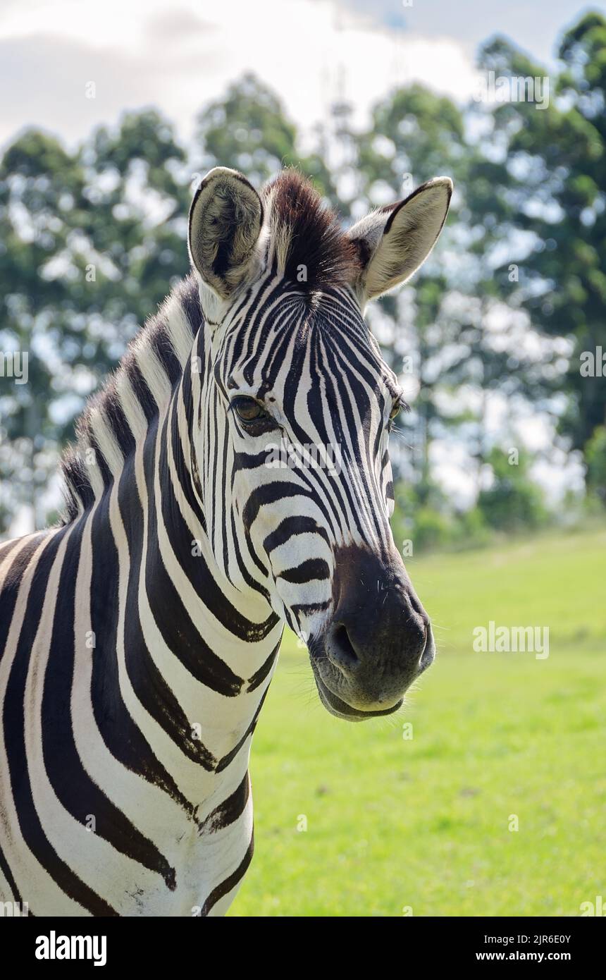 A vertical shot of a zebra with a grass field and trees in the ...