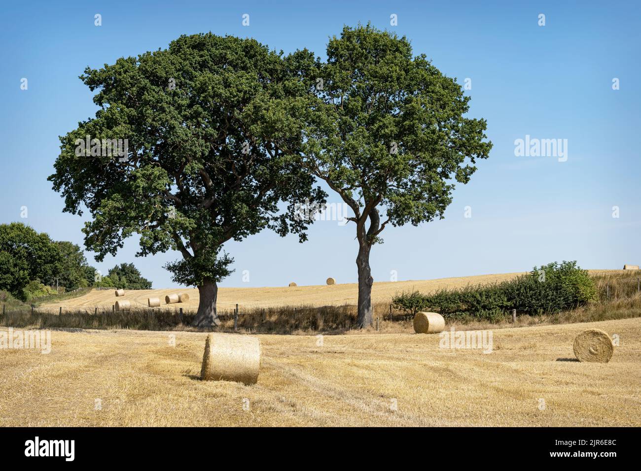 Farmland after Harvest with Hedgerow trees, Scottish Borders, Scotland ...