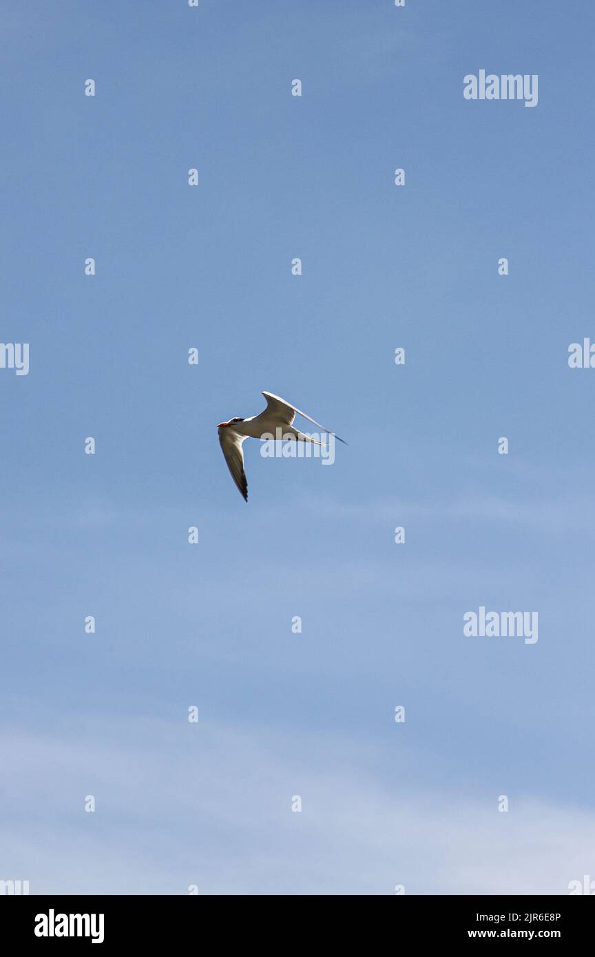 A vertical shot of beautiful Sternidae bird flying over the blue sea ...
