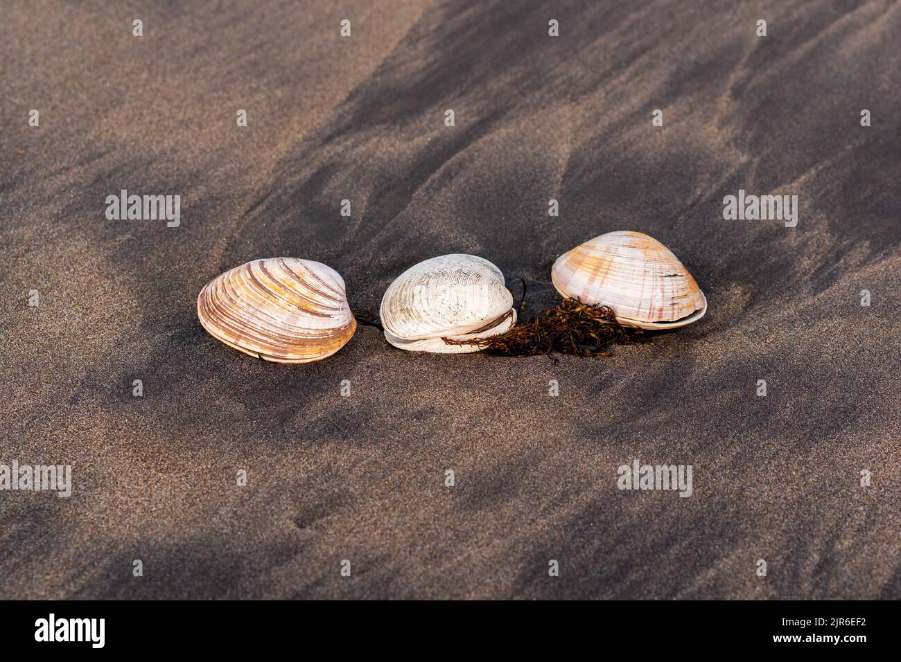 three shells of surf clams on black volcanic sand Stock Photo - Alamy