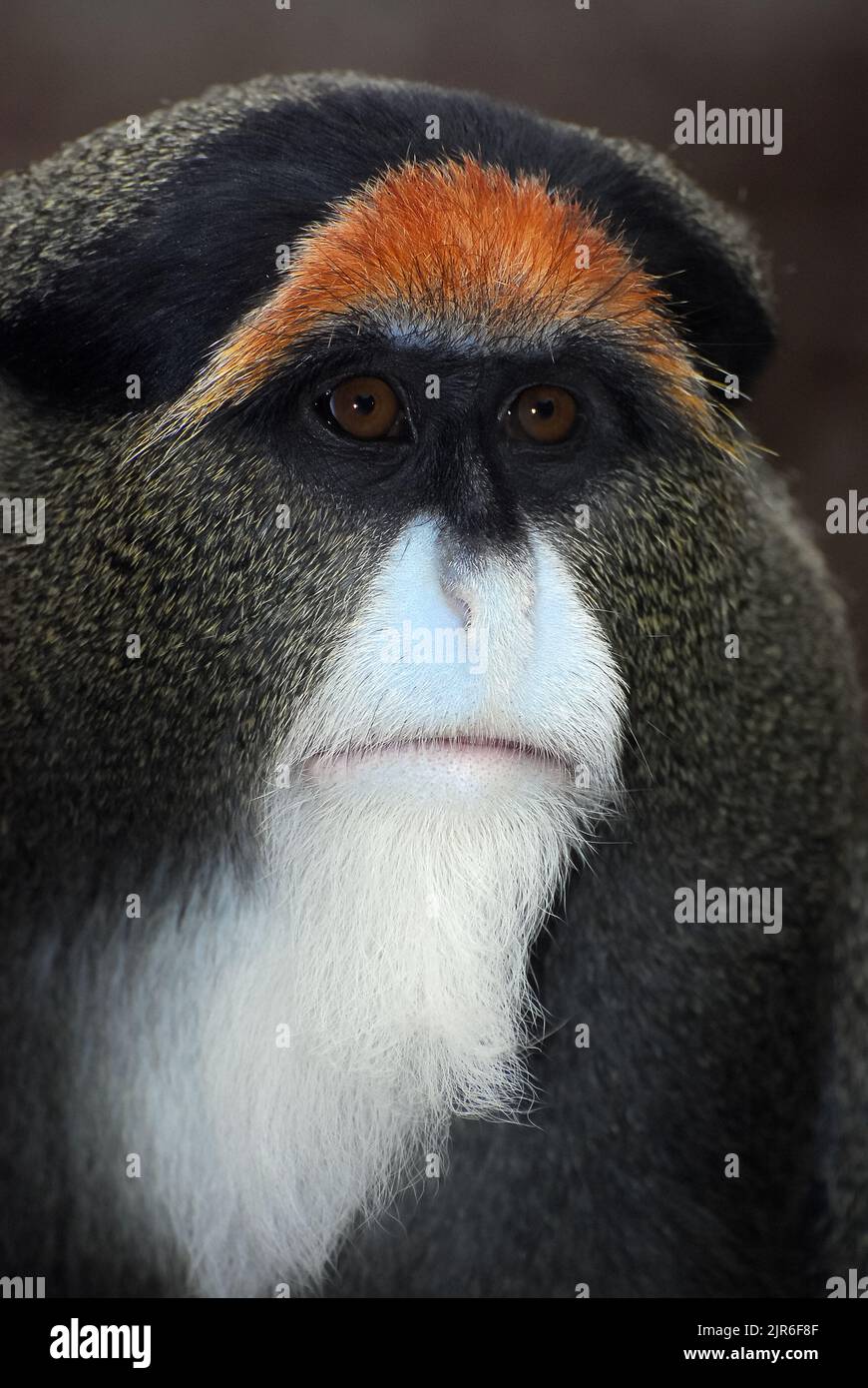 De Brazza's monkey, Brazzameerkatze, cercopithèque de Brazza ...