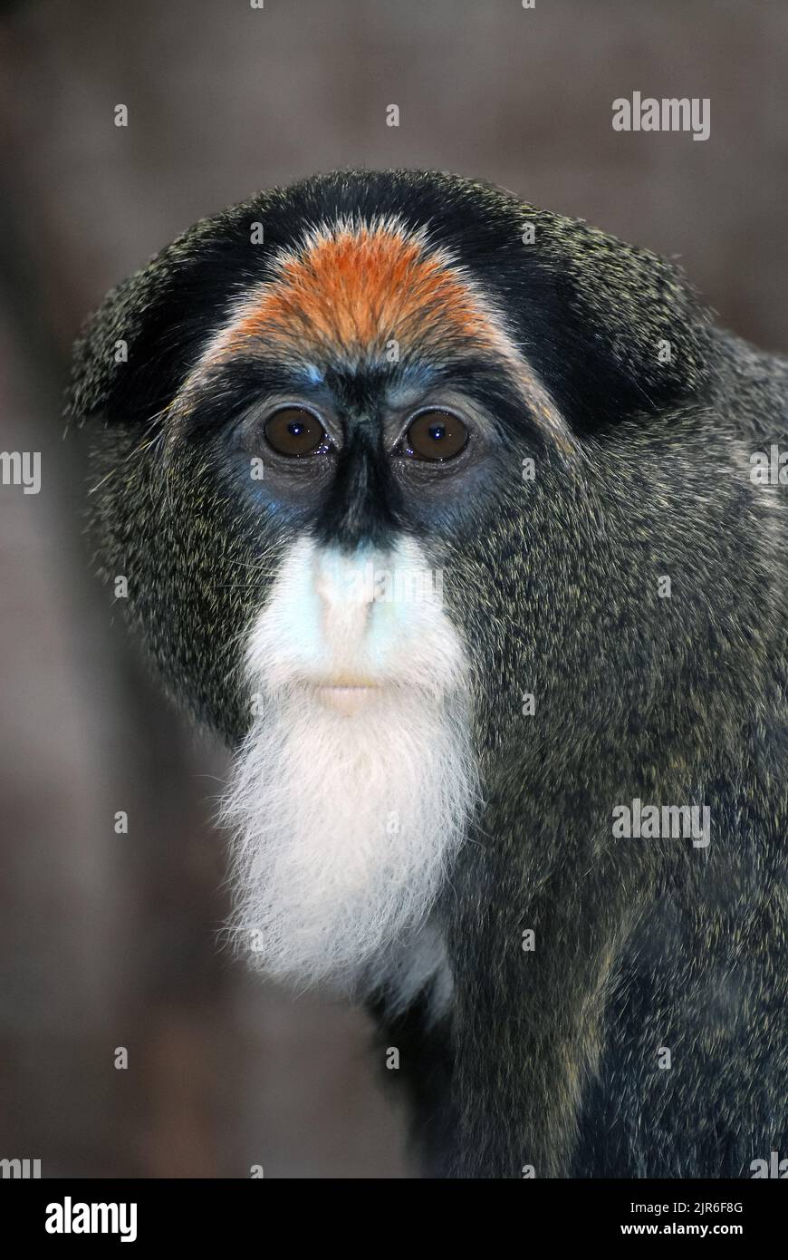 De Brazza's monkey, Brazzameerkatze, cercopithèque de Brazza ...