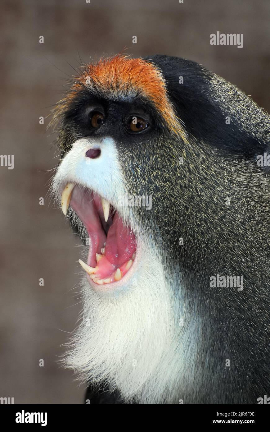 De Brazza's monkey, Brazzameerkatze, cercopithèque de Brazza ...