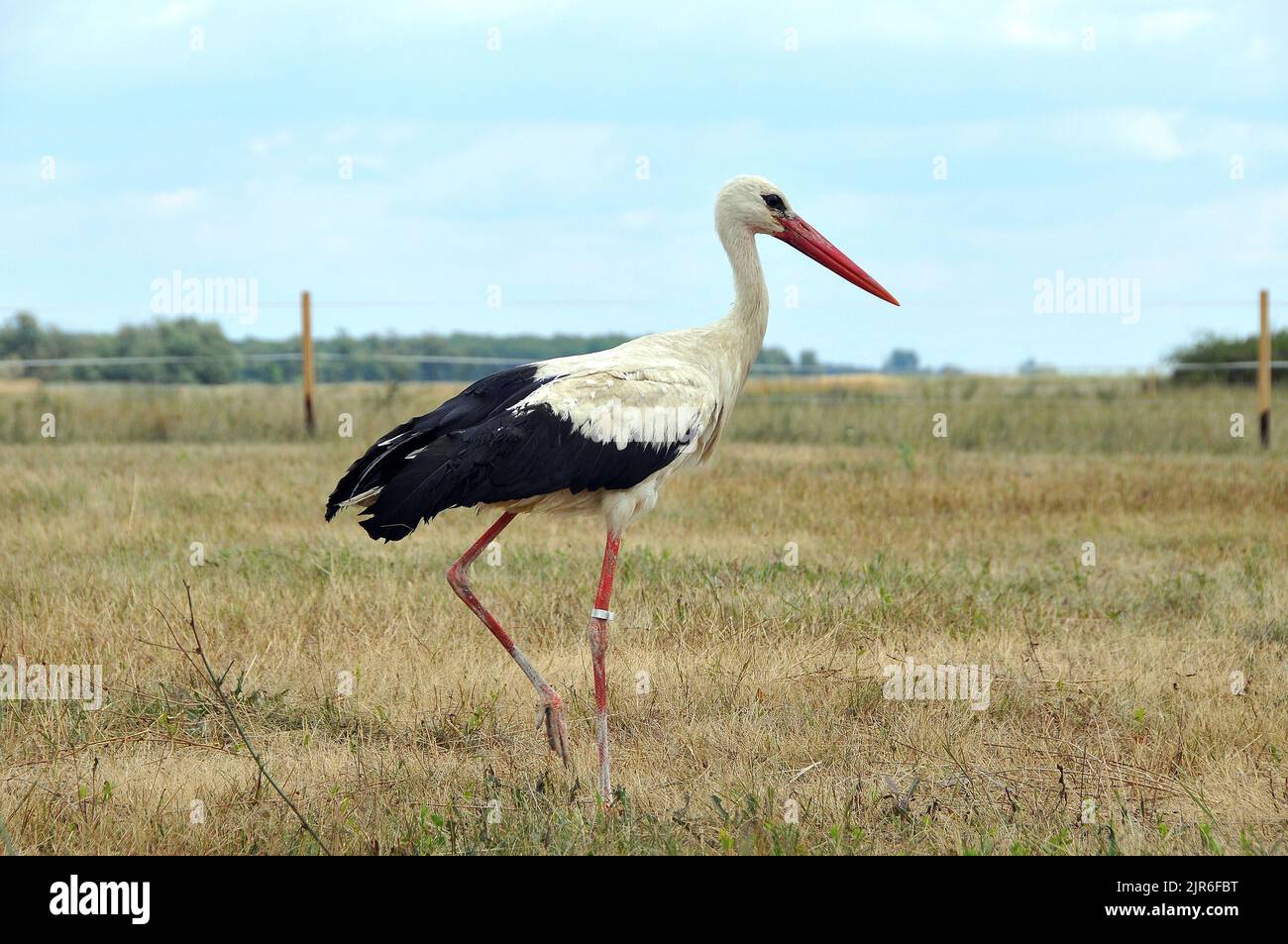 white stork, Weißstorch, fehér gólya, Ciconia ciconia, Cigogne blanche ...