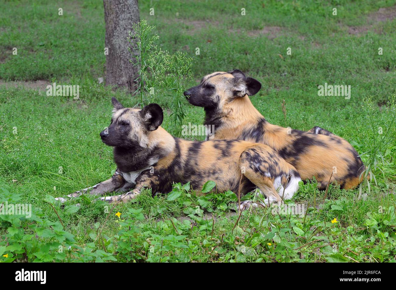 African wild dog, African painted dog, African hunting dog ...