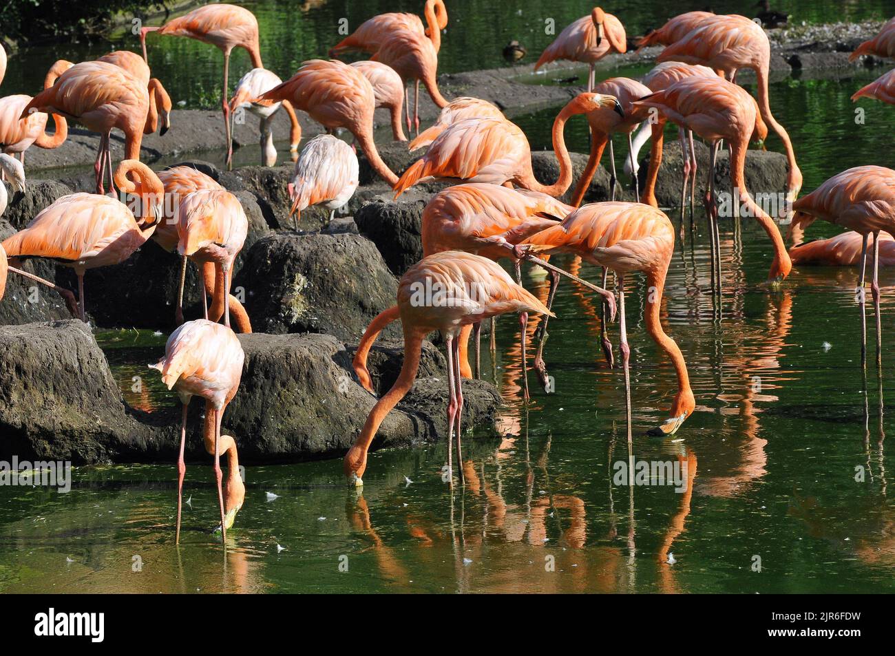 American flamingo, Caribbean flamingo, Kubaflamingo, Flamant des ...