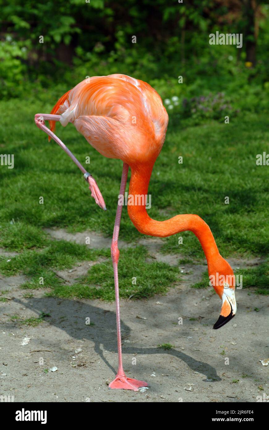 American flamingo, Caribbean flamingo, Kubaflamingo, Flamant des ...