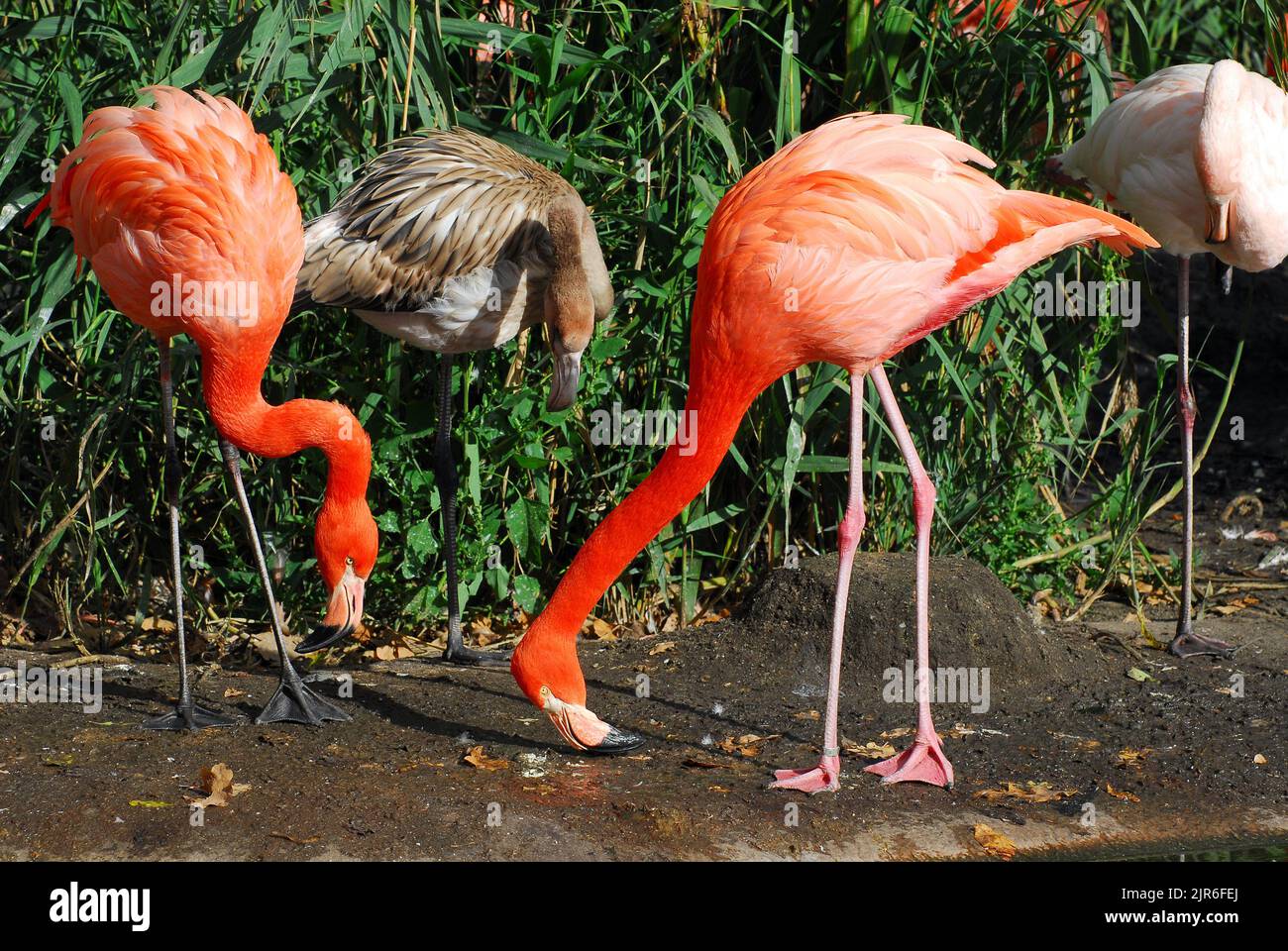 Kubaflamingo hi-res stock photography and images - Alamy