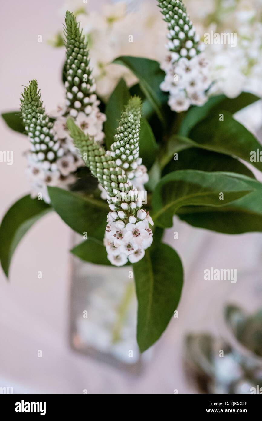 Bianca Veronica Factory Sale | dntu.edu.vn