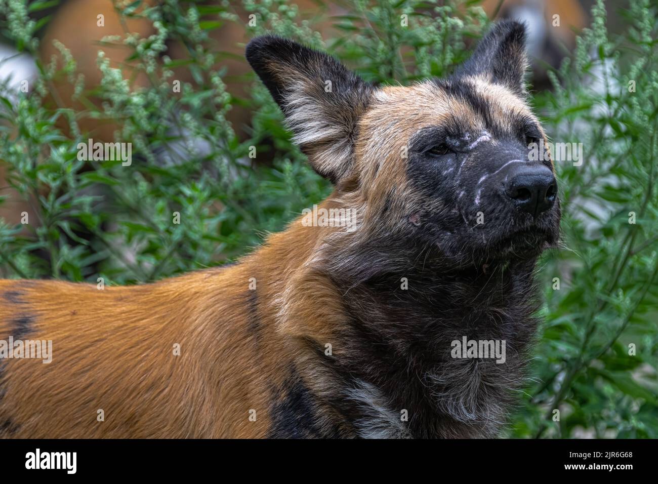 African Wild Dog (Lycaon pictus Stock Photo - Alamy