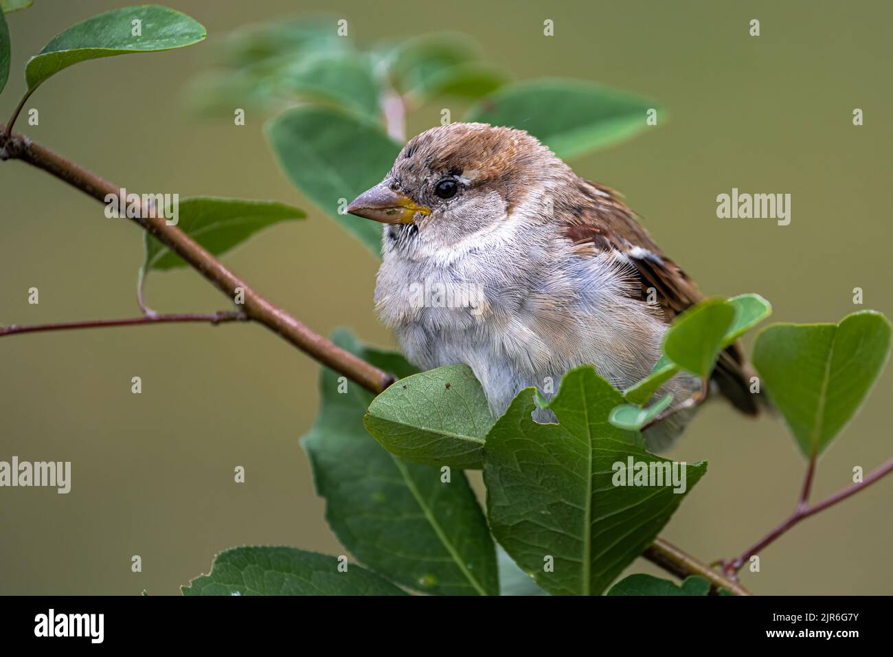 The house sparrow terrace hi-res stock photography and images - Alamy
