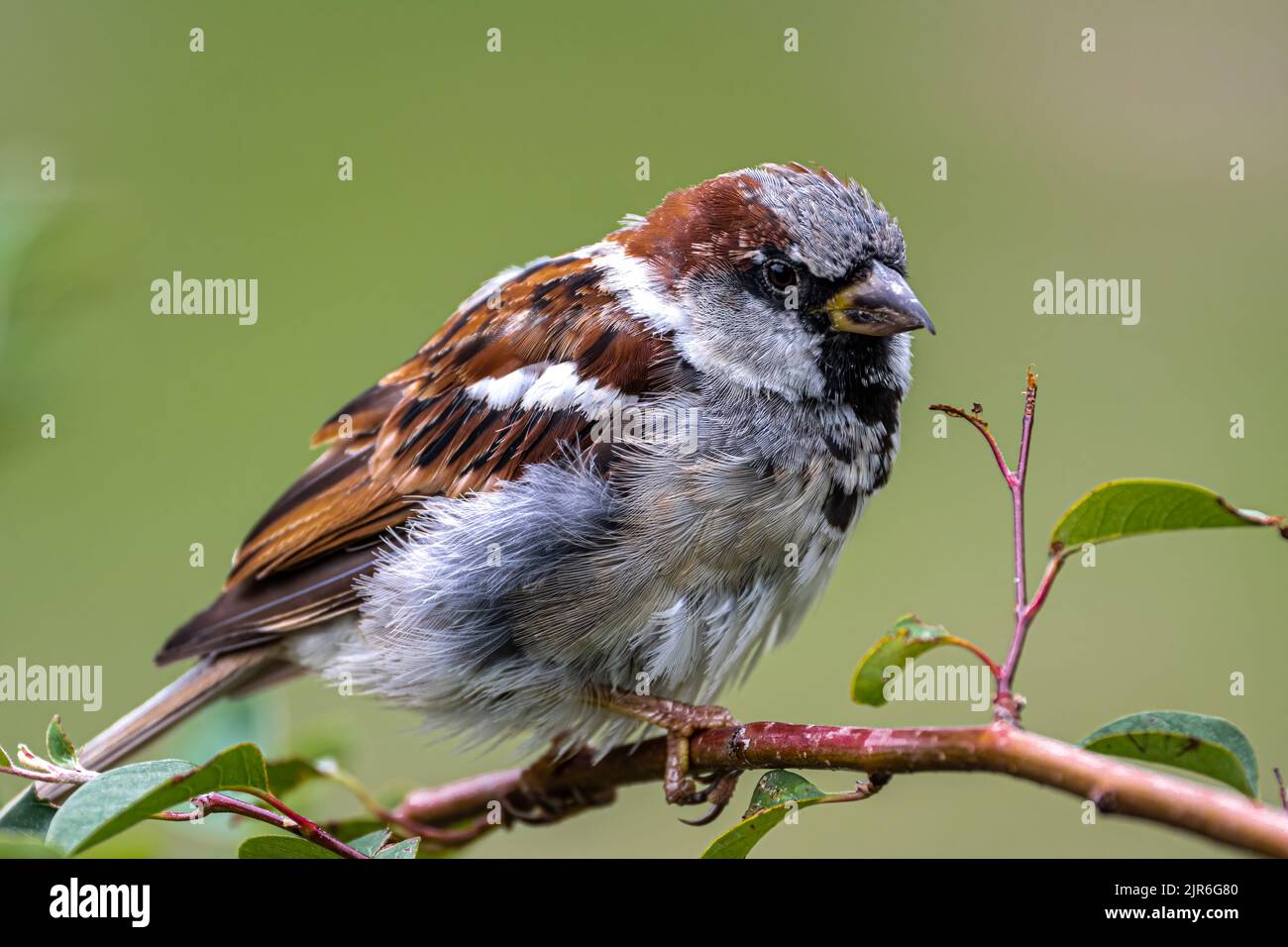 Male House Sparrow (Passer domesticus Stock Photo - Alamy