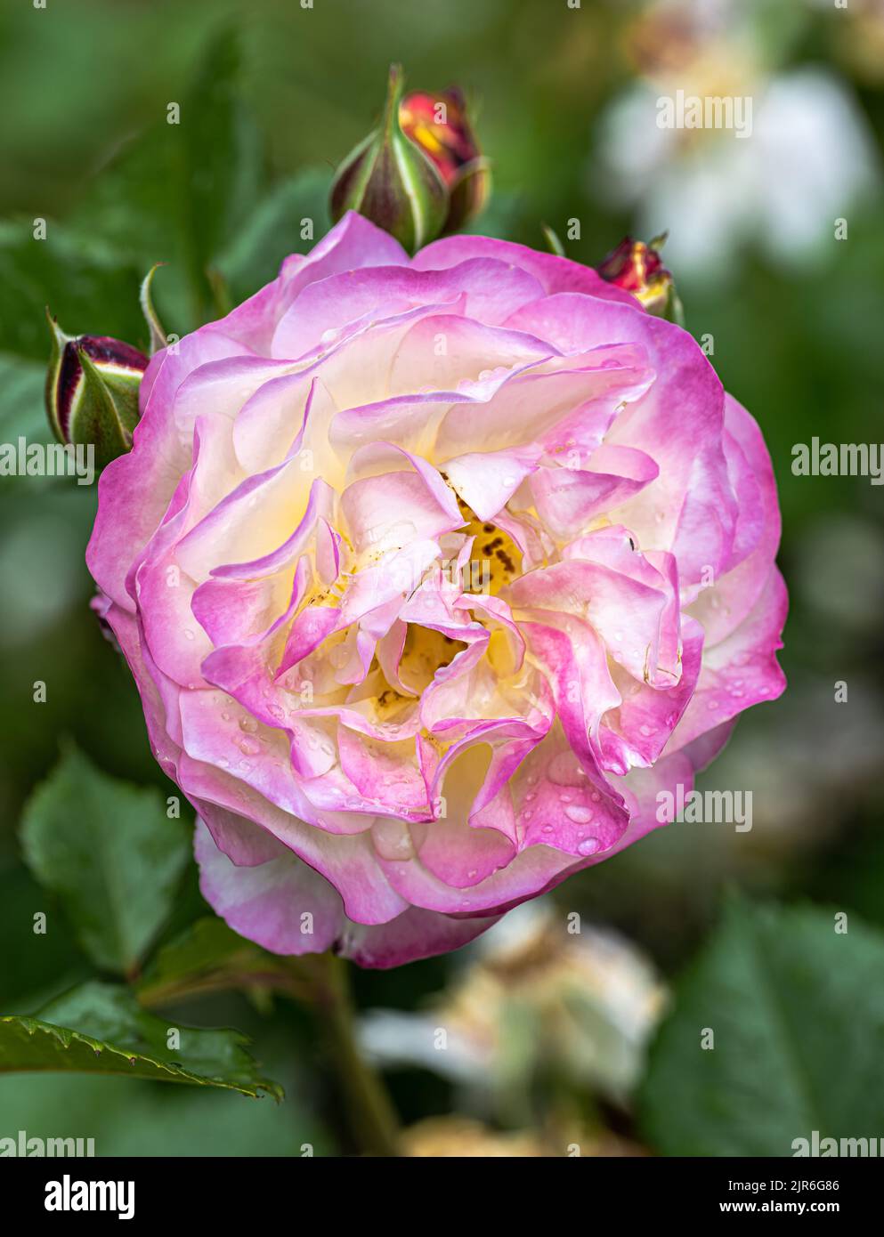 Flowering ‘Life of the Party’ Shrub Rose Stock Photo - Alamy