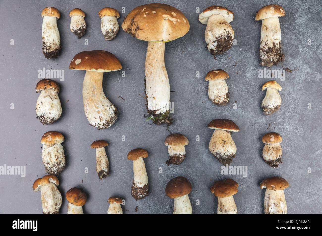 Autumn fall composition. Raw edible mushrooms Penny Bun on dark black ...