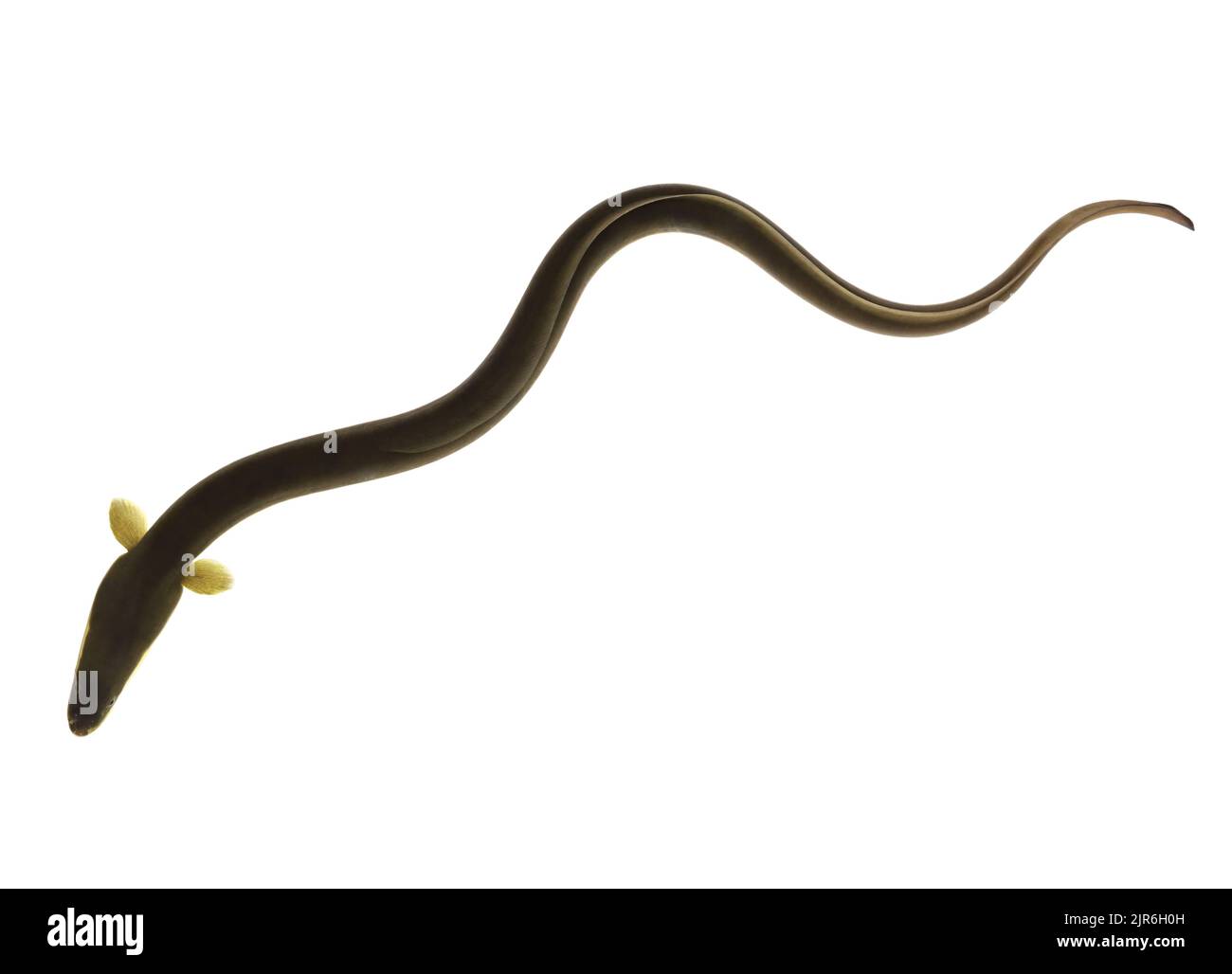 Japanese live wild eel ( Unagi ) isolated on white background Stock Photo - Alamy