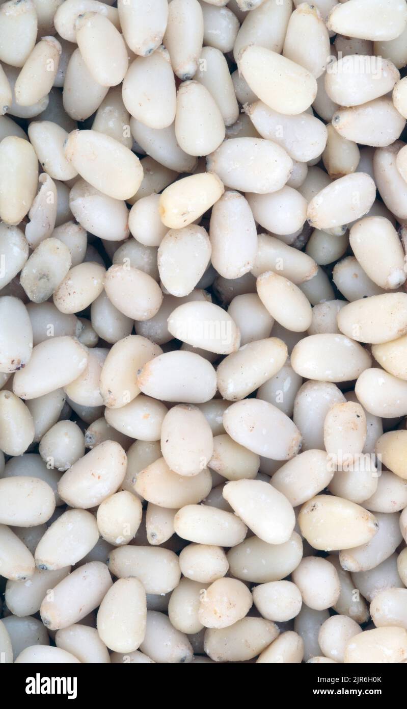 many cedar nut at day Stock Photo - Alamy